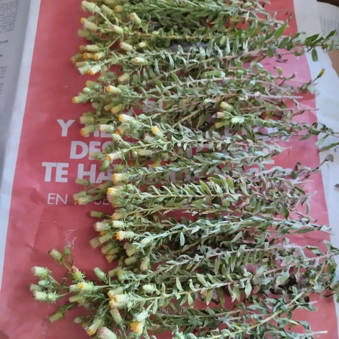 El té de roca - Oliete, un pueblo que enamora