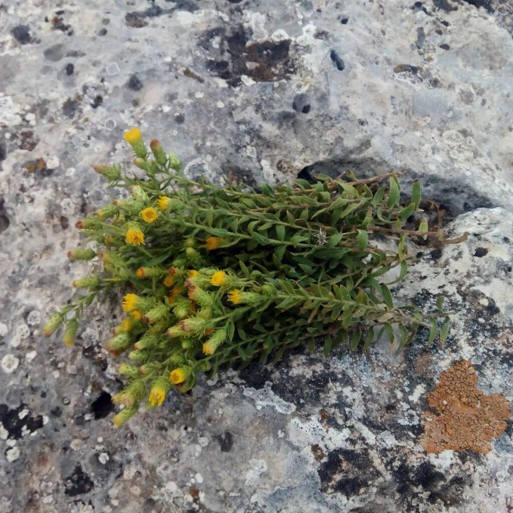 El té de roca - Oliete, un pueblo que enamora