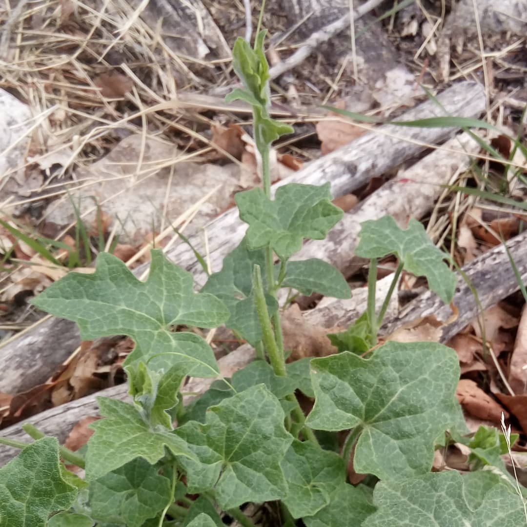 La tuca - Oliete, un pueblo que enamora