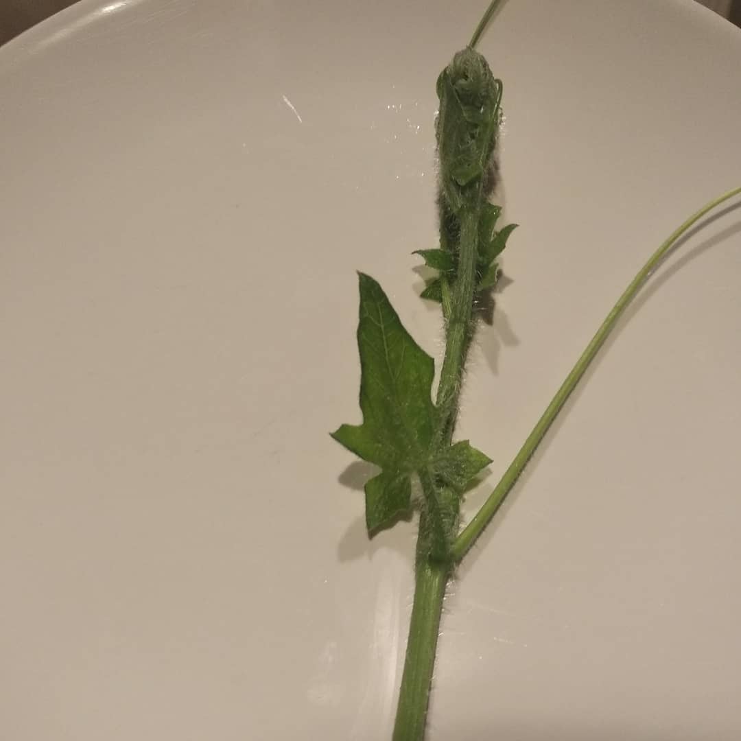 La tuca - Oliete, un pueblo que enamora